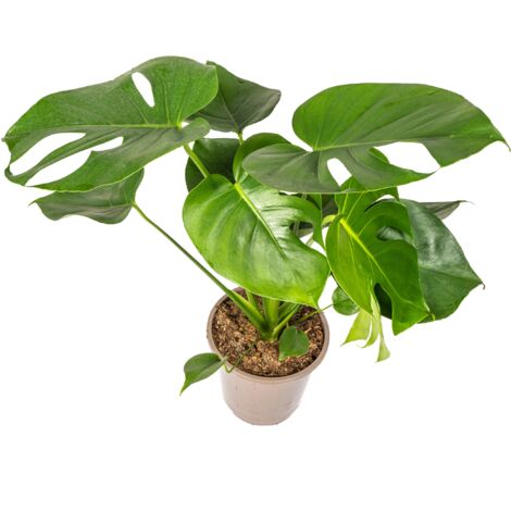 Monstera Deliciosa Tauerii Ø19cm en pot Ø19cm Hauteur 70cm. Plante ...