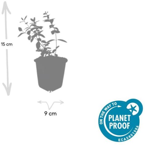 60x Hypericum dummeri 'Peter Dummer' en pot Ø9cm Hauteur 10cm. Plante ...