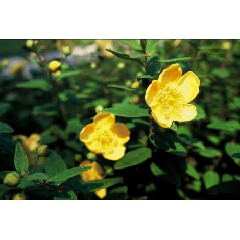 60x Hypericum dummeri 'Peter Dummer' en pot Ø9cm Hauteur 10cm. Plante ...