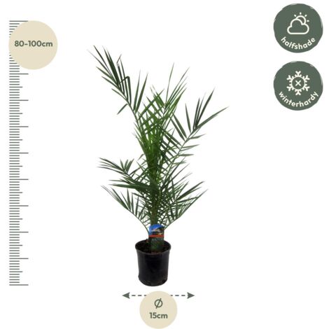 Phoenix Canariensis en pot Ø15cm. Plante verte type Phoenix Canariensis ...