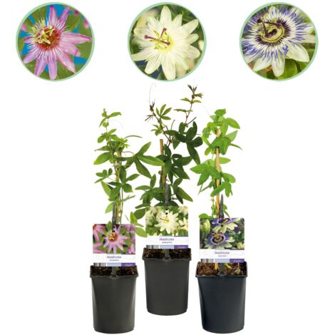 Green boutiQ en pot. Plante verte type Green boutiQ, livrée en pot ...