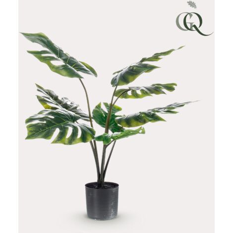 Monstera Deliciosa en pot. Plante verte type Monstera Deliciosa, livrée ...
