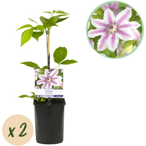 Green boutiQ en pot. Plante verte type Green boutiQ, livrée en pot ...