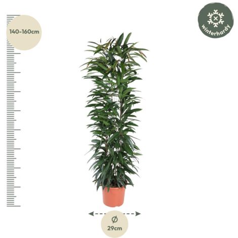 Ficus Alii King zuil en pot Ø29cm. Plante verte type Ficus Alii King ...