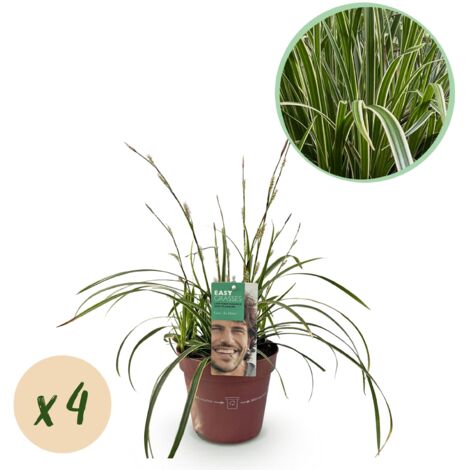 Green boutiQ en pot. Plante verte type Green boutiQ, livrée en pot ...