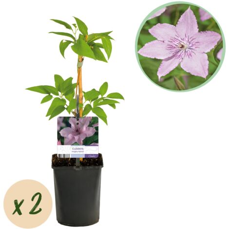 Green boutiQ en pot. Plante verte type Green boutiQ, livrée en pot ...