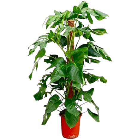 Monstera Pertusum en pot Ø24cm. Plante verte type Monstera Pertusum ...