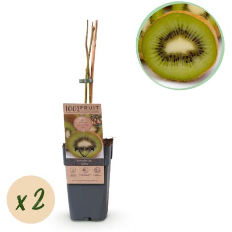 Green boutiQ en pot. Plante verte type Green boutiQ, livrée en pot ...