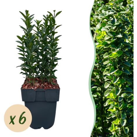 Green boutiQ en pot. Plante verte type Green boutiQ, livrée en pot ...