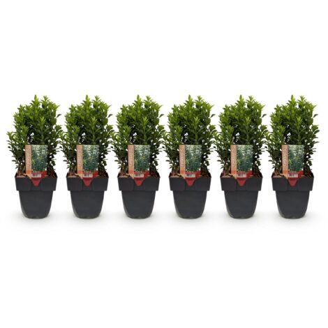 Green boutiQ en pot. Plante verte type Green boutiQ, livrée en pot ...