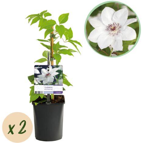 Green boutiQ en pot. Plante verte type Green boutiQ, livrée en pot ...