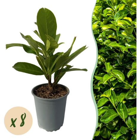 Green boutiQ en pot. Plante verte type Green boutiQ, livrée en pot ...