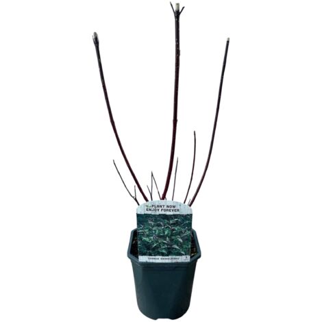 Green boutiQ en pot. Plante verte type Green boutiQ, livrée en pot ...