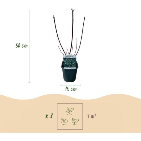 Green boutiQ en pot. Plante verte type Green boutiQ, livrée en pot ...