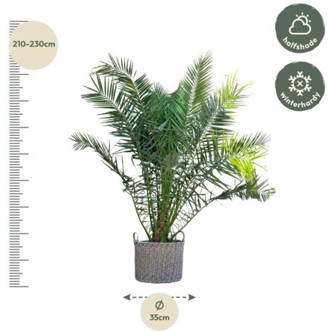 Phoenix Canariensis en pot Ø50cm. Plante verte type Phoenix Canariensis ...
