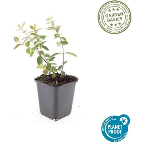 12x Hypericum dummeri 'Peter Dummer' en pot Ø9cm Hauteur 10cm. Plante ...