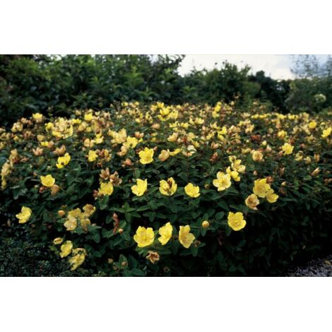 12x Hypericum dummeri 'Peter Dummer' en pot Ø9cm Hauteur 10cm. Plante ...