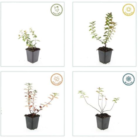 12x Hypericum dummeri 'Peter Dummer' en pot Ø9cm Hauteur 10cm. Plante ...