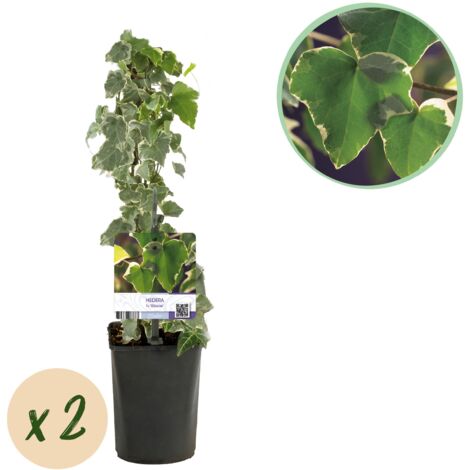Green boutiQ en pot. Plante verte type Green boutiQ, livrée en pot ...