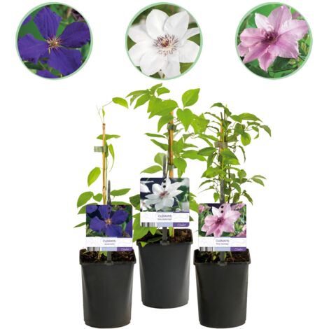 Green boutiQ en pot. Plante verte type Green boutiQ, livrée en pot ...