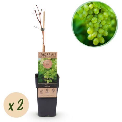 Green boutiQ en pot. Plante verte type Green boutiQ, livrée en pot ...