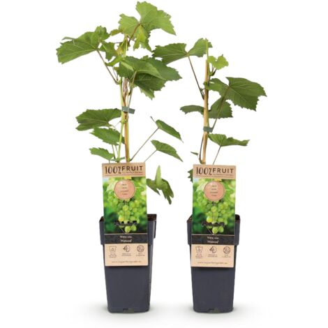 Green boutiQ en pot. Plante verte type Green boutiQ, livrée en pot ...