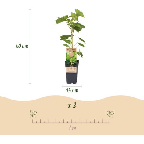 Green boutiQ en pot. Plante verte type Green boutiQ, livrée en pot ...