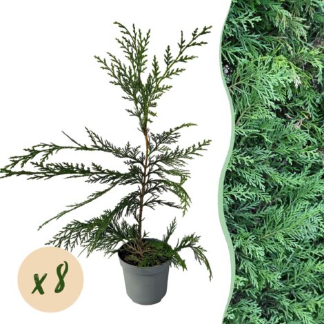 Green boutiQ en pot. Plante verte type Green boutiQ, livrée en pot ...