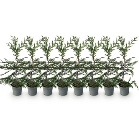 Green boutiQ en pot. Plante verte type Green boutiQ, livrée en pot ...