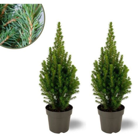 2x Picea glauca Perfecta en pot. Plante verte type 2x Picea glauca ...