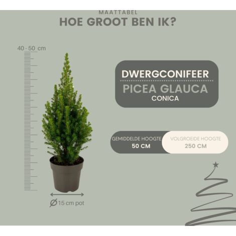 2x Picea glauca Perfecta en pot. Plante verte type 2x Picea glauca ...