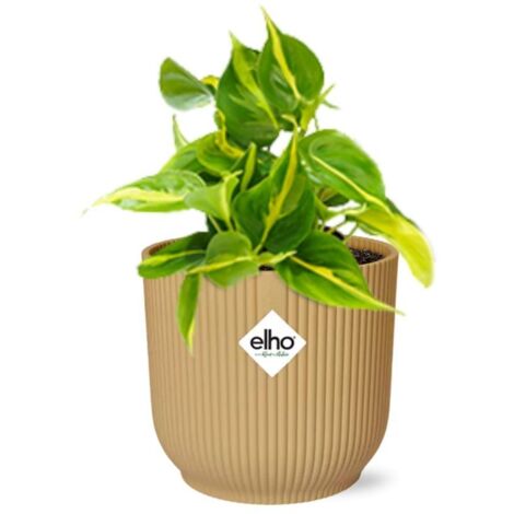 Philodendron Scandens Brasil in ELHO Vibes Fold 14cm geel en pot ...