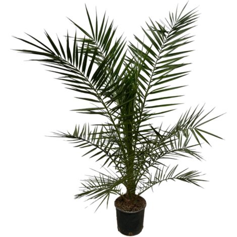 Phoenix Canariensis en pot Ø22cm. Plante verte type Phoenix Canariensis ...