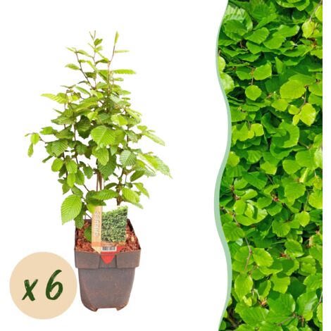 Green boutiQ en pot. Plante verte type Green boutiQ, livrée en pot ...