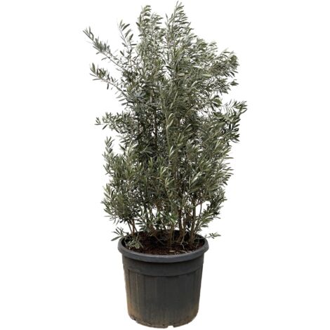 Olea Europaea struik en pot Ø70cm. Plante verte type Olea Europaea ...