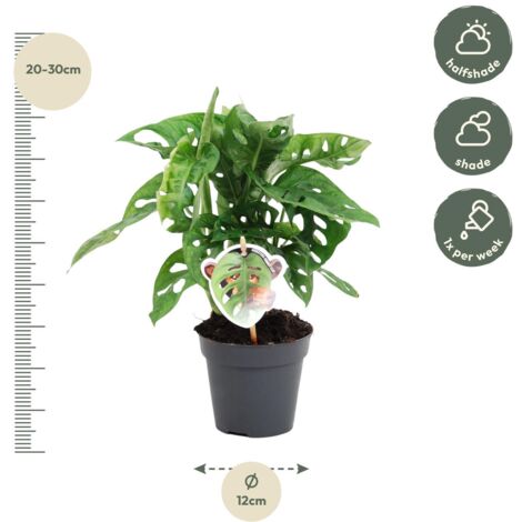 Monstera obliqua 'Monkey Leaf' en pot Ø12cm. Plante verte type Monstera ...