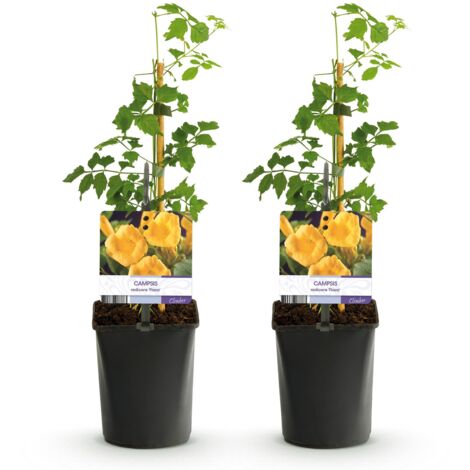 Green boutiQ en pot. Plante verte type Green boutiQ, livrée en pot ...