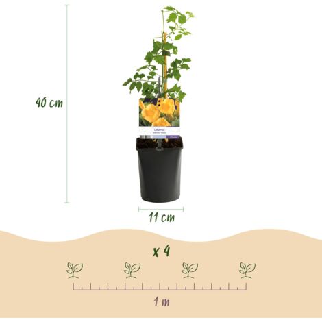 Green boutiQ en pot. Plante verte type Green boutiQ, livrée en pot ...