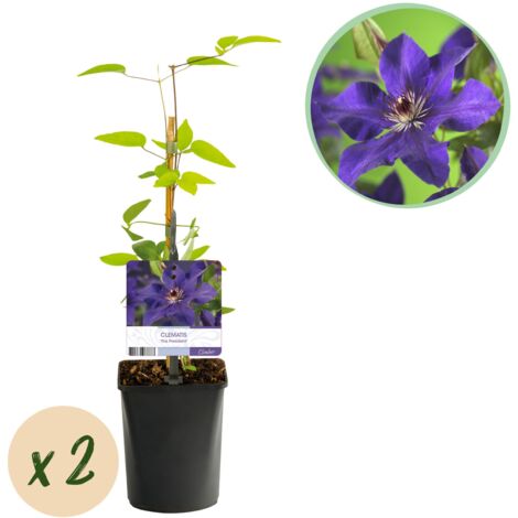 Green boutiQ en pot. Plante verte type Green boutiQ, livrée en pot ...