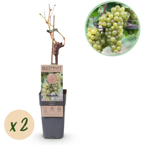 Green boutiQ en pot. Plante verte type Green boutiQ, livrée en pot ...