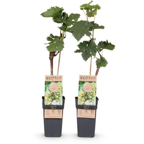 Green boutiQ en pot. Plante verte type Green boutiQ, livrée en pot ...