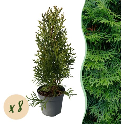 Green boutiQ en pot. Plante verte type Green boutiQ, livrée en pot ...