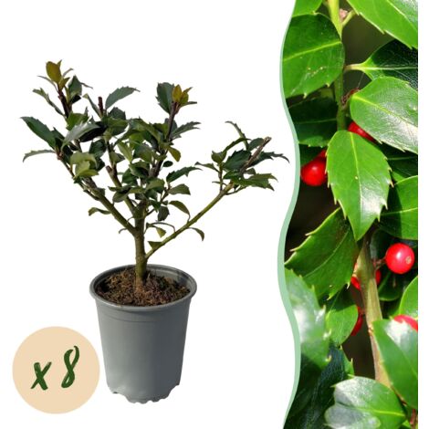 Green boutiQ en pot. Plante verte type Green boutiQ, livrée en pot ...