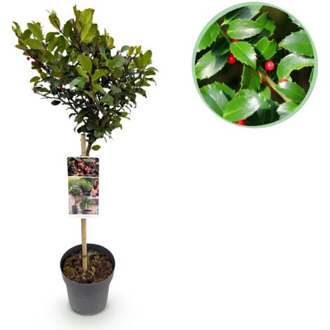 Green boutiQ en pot. Plante verte type Green boutiQ, livrée en pot ...