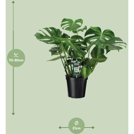 Monstera Deliciosa en pot Ø21cm Hauteur 65cm. Plante verte type ...