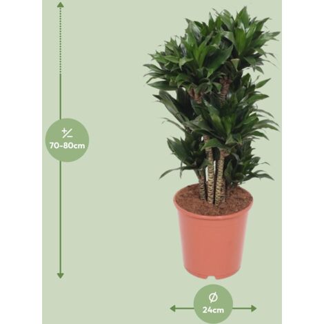 Dracaena Compacta en pot Ø24cm Hauteur 80cm. Plante verte type Dracaena ...