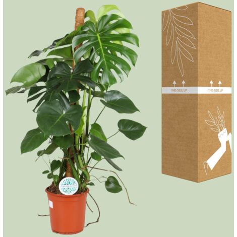 Monstera Deliciosa en pot Ø24cm Hauteur 105cm. Plante verte type ...