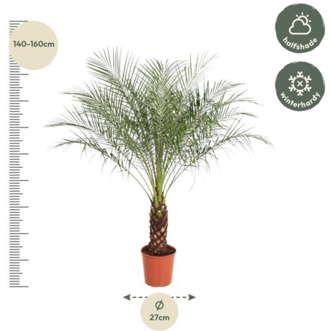 Phoenix Roebelenii en pot Ø27cm. Plante verte type Phoenix Roebelenii ...
