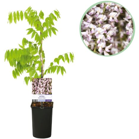 Green boutiQ en pot. Plante verte type Green boutiQ, livrée en pot ...