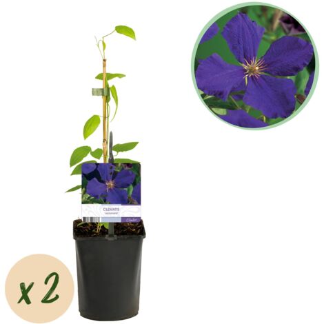 Green boutiQ en pot. Plante verte type Green boutiQ, livrée en pot ...